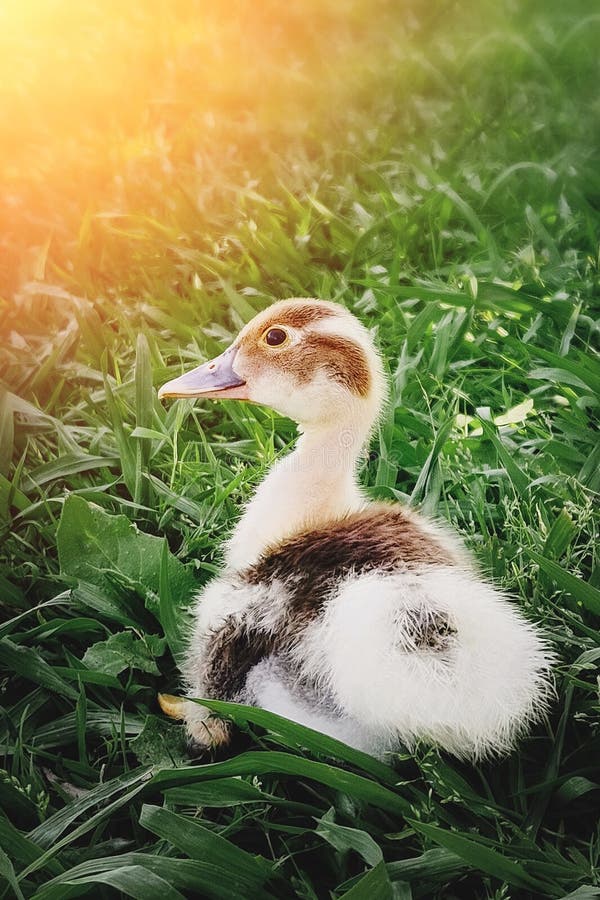 Cute Little Duckling Sits on Green Grass Stock Photo - Image of outdoor ...