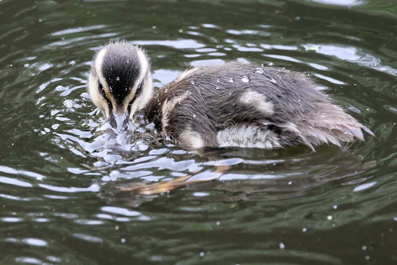 Cute Little Duckling in a Lake Stock Image - Image of pond, young ...