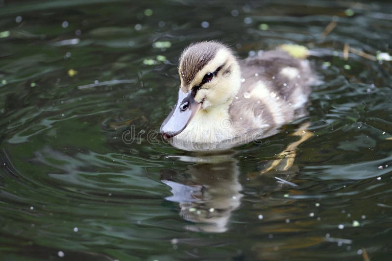Cute Little Duckling in a Lake Stock Image - Image of feathers ...