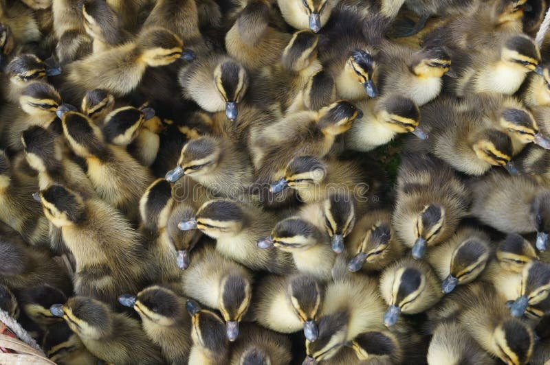 Cute little ducks stock image. Image of alacrity, little - 61737699