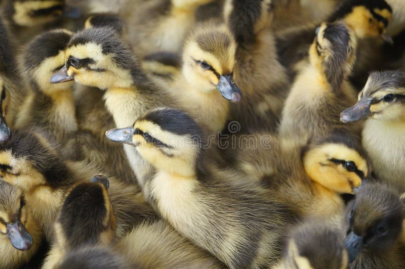 Cute little ducks stock image. Image of duck, sale, hatch - 61737955