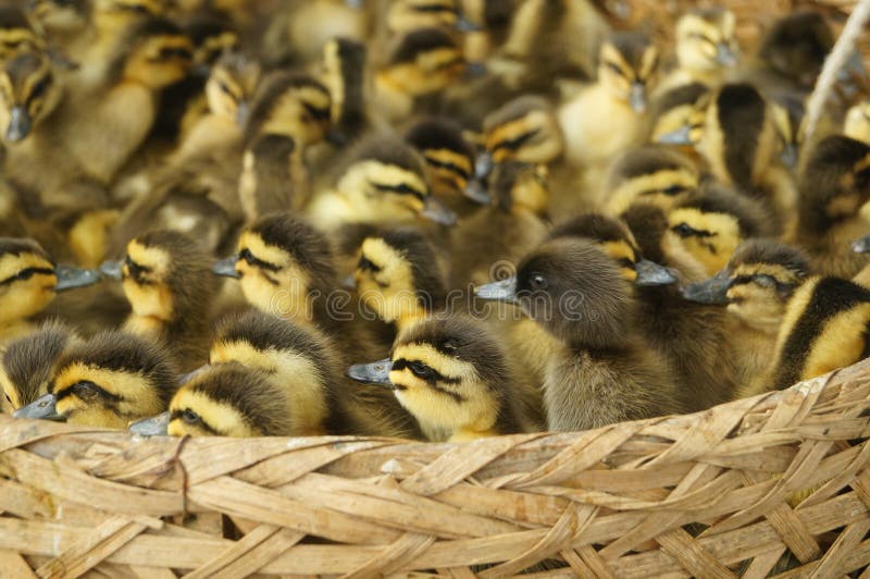 Cute little ducks stock photo. Image of feeding, breeding - 61739242