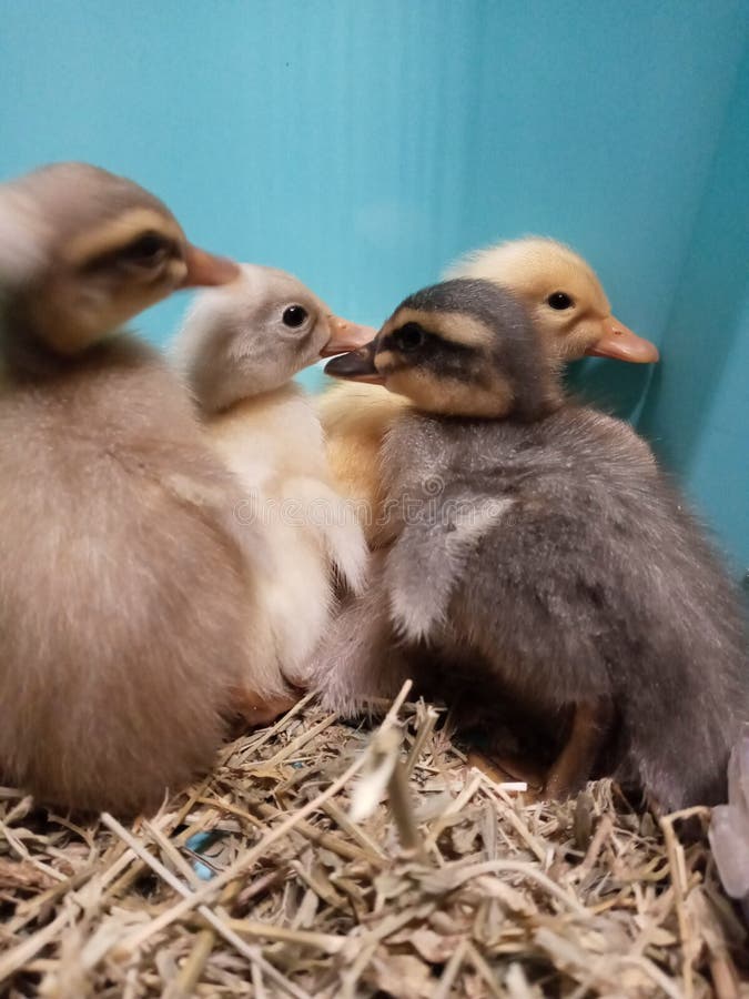 Cute little ducky stock image. Image of poultry, waterbird - 223767979