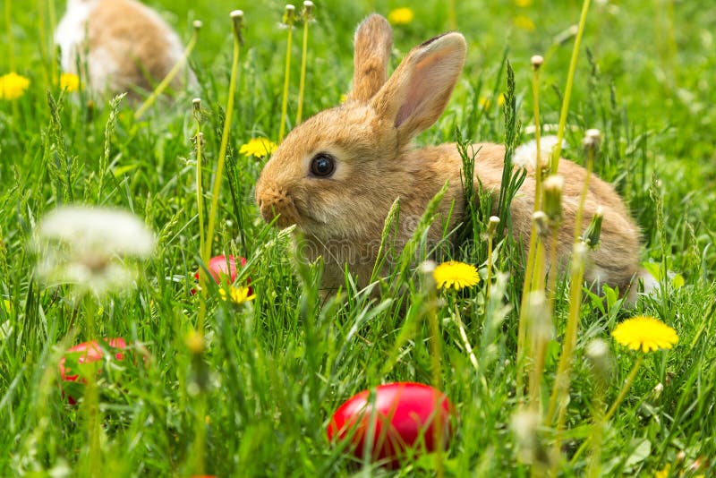 Gray bunny stock image. Image of furry, gray, mammal - 43880303