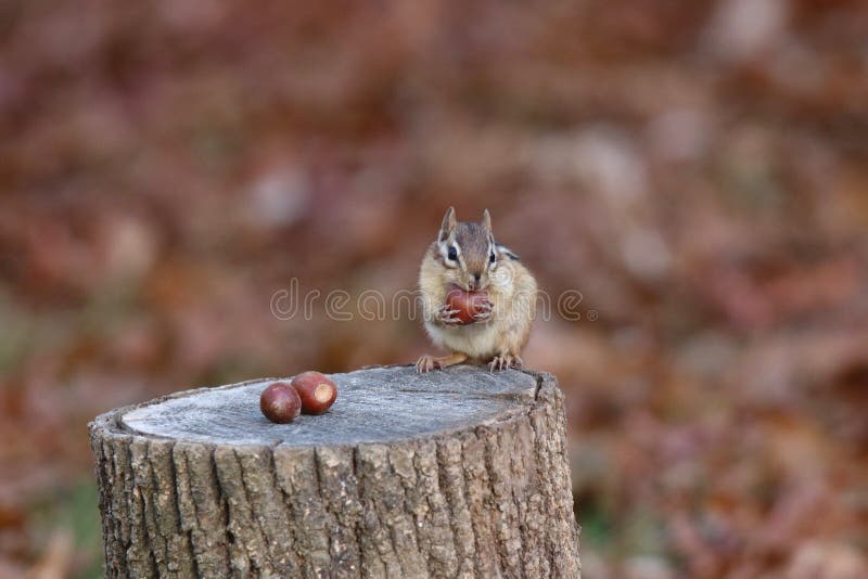 Cute Little Eastern Chipmunk in Fall Holding an Acorn Stock Photo ...