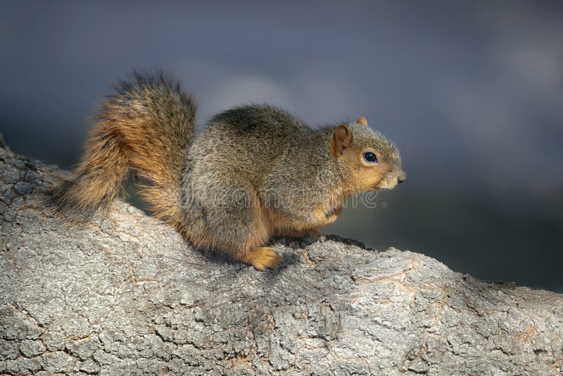 Cute Little Eastern Fox Squirrel Sitting on an Oak Tree Branch Stock ...