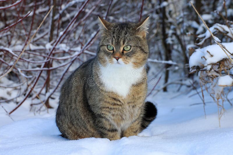 A Cute Little Fat Cat Sits in the Snow Stock Photo - Image of bush ...