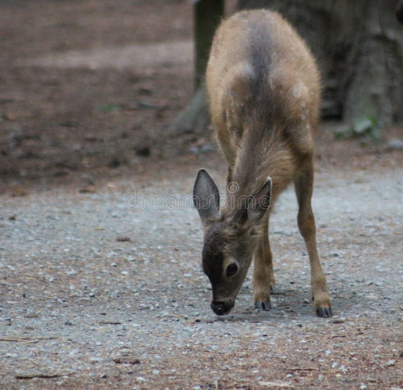 A Cute Little Fawn Posing for the Camera Stock Image - Image of posing ...