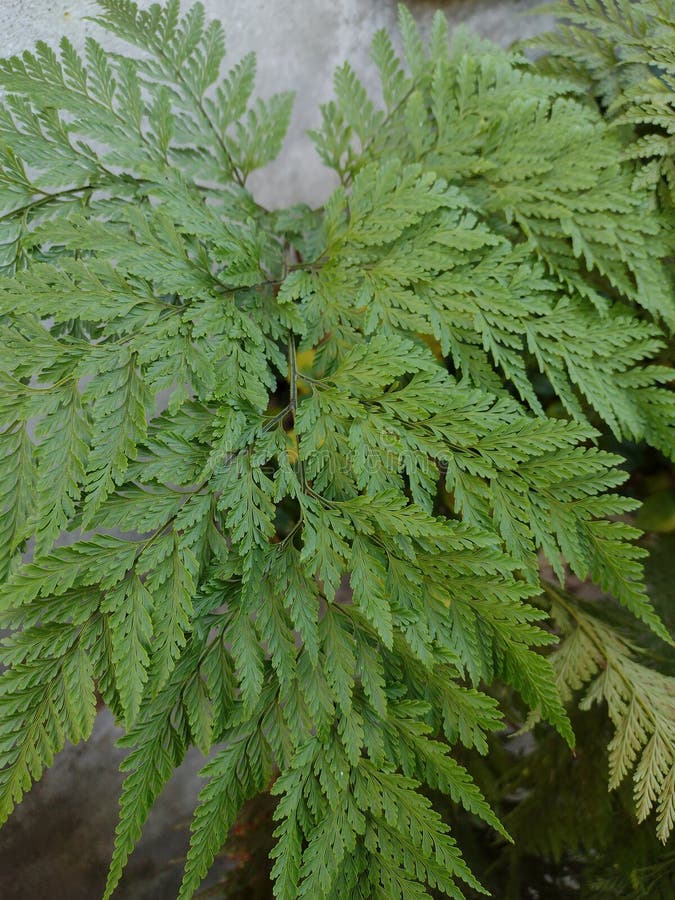 600 Cute Little Fern Stock Photos - Free & Royalty-Free Stock Photos ...