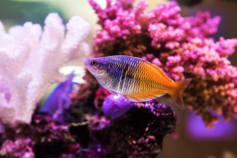 Cute little fish stock image. Image of gills, goldfish - 37783439