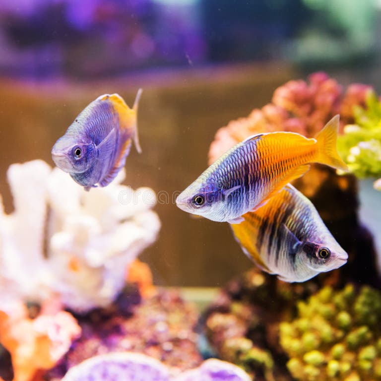 66,235 Cute Fish Stock Photos - Free & Royalty-Free Stock Photos from ...