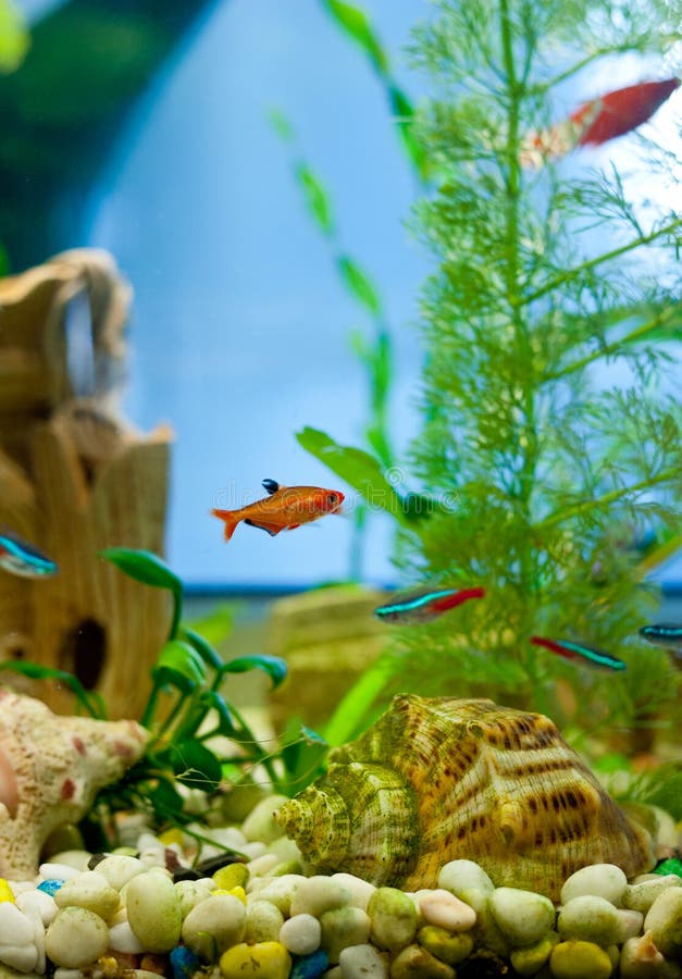 Cute Little Fish in an Aquarium Stock Image - Image of exotic, marine ...