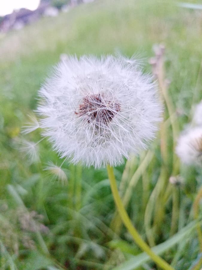 A dandelion stock image. Image of wildflower, prairie - 260888073