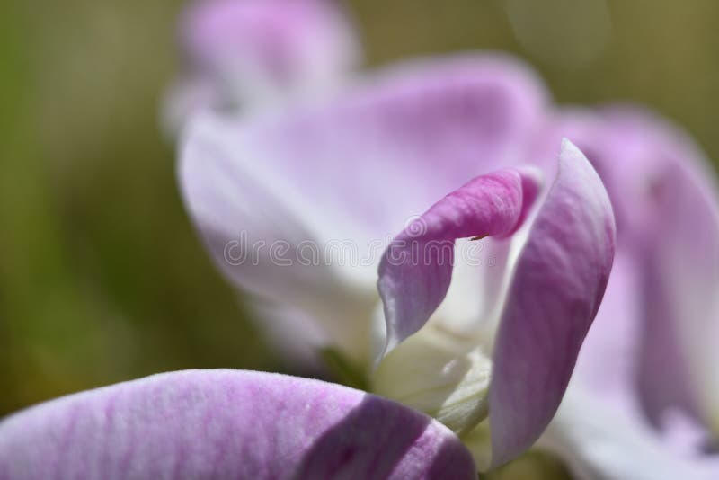 Cute Little Flower with Pink Flakes Stock Image - Image of little ...