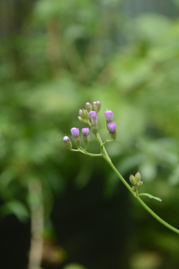 A Cute Little Flower that Rises Up Along with Small Buds on the Stem ...