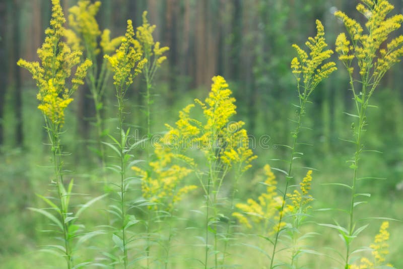 Cute little flowers stock photo. Image of coloured, nature - 81724276