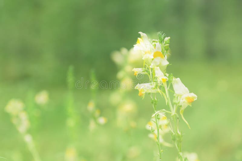 Cute little flowers stock image. Image of nature, color - 85436763