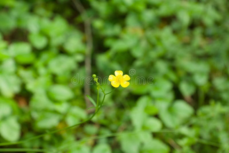 Cute little flowers stock photo. Image of lavender, grass - 89399564