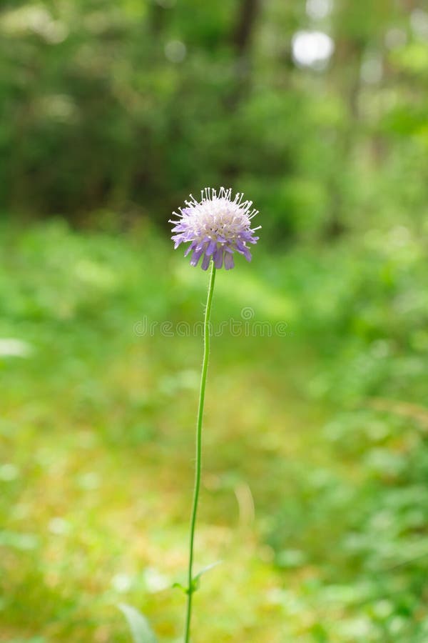Cute little flowers stock photo. Image of green, night - 90142884