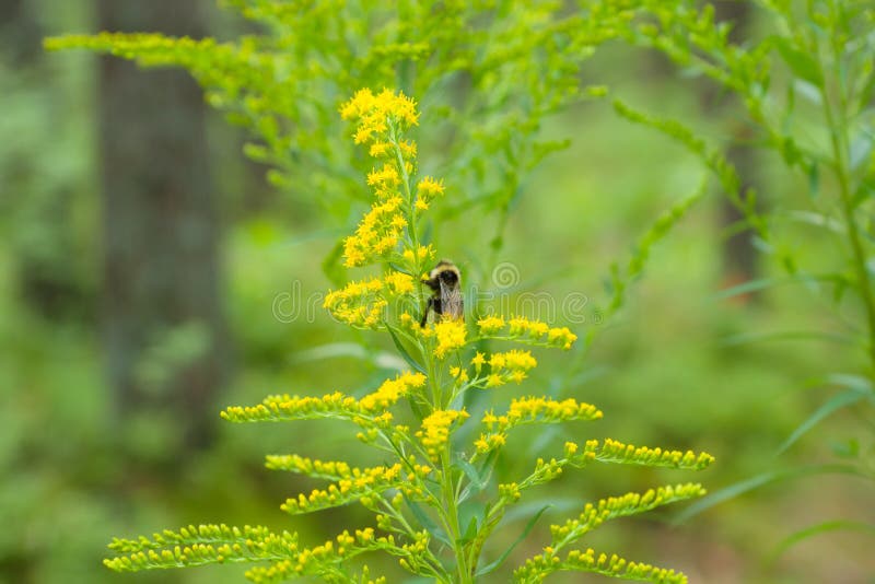 Cute little flowers stock photo. Image of ornamental - 92195002