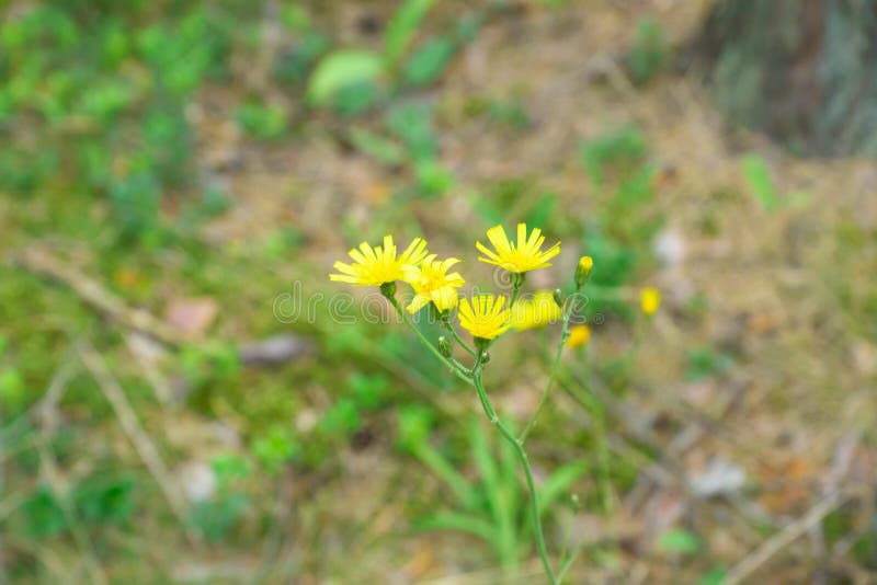 Cute little flowers stock image. Image of lane, lush - 93182705