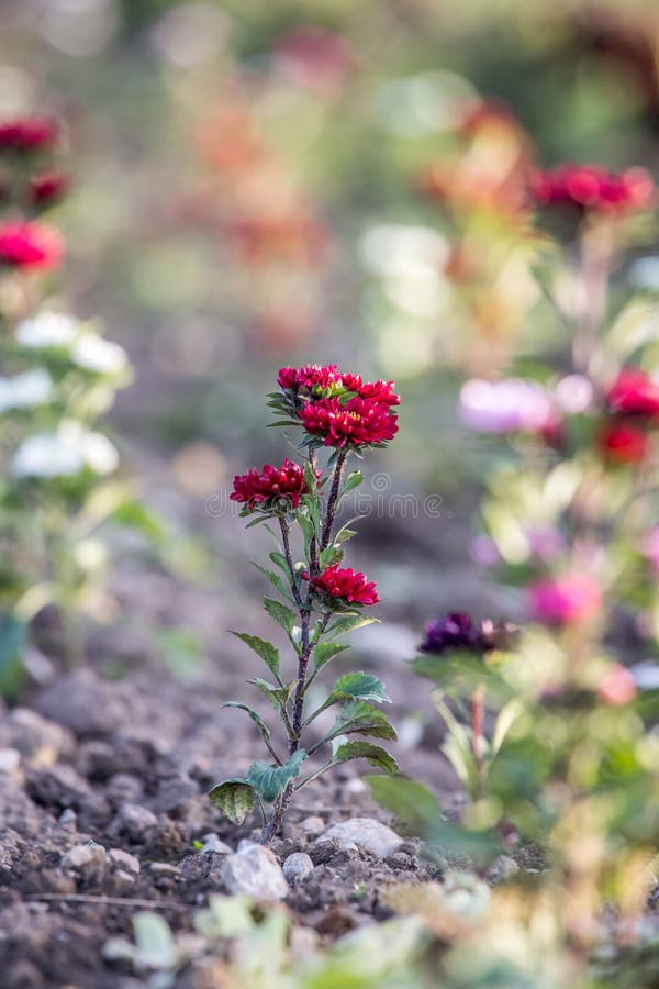 Cute Little Flowers on a Field, Spring Time Stock Image - Image of ...