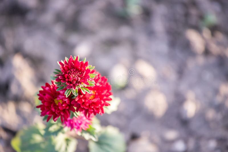Cute Little Flowers on a Field, Spring Time Stock Image - Image of ...