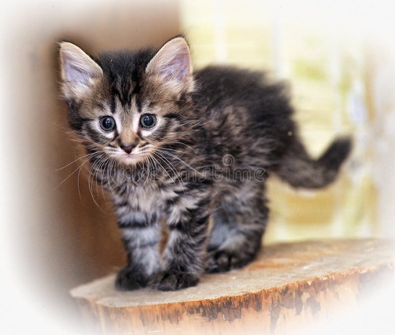 Little fluffy brown kitten stock photo. Image of domestic - 183878446