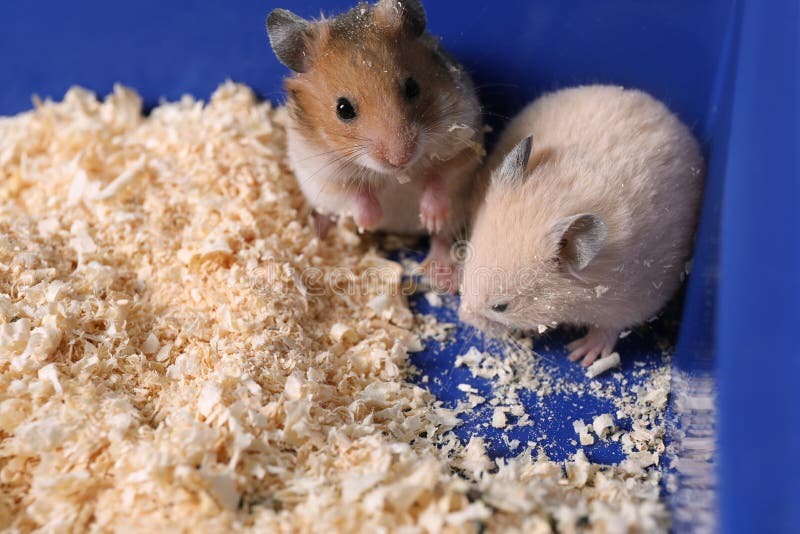 Hamsters are Playing. they are Funny and Cute Stock Photo - Image of ...