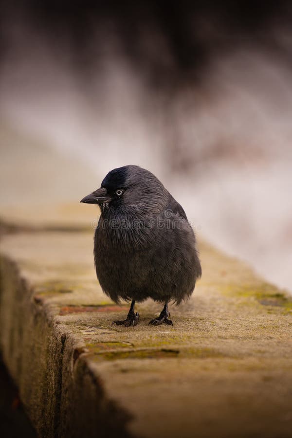 Cute Little Fluffy Jackdaw Bird on a Rocky Surface Stock Image - Image ...