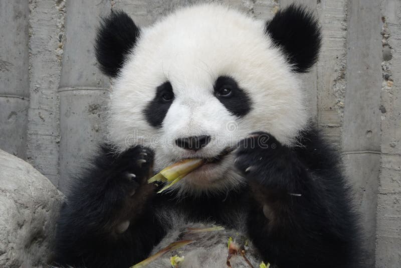 Cute Little Fluffy Panda in Chengdu Panda Base Stock Image - Image of ...