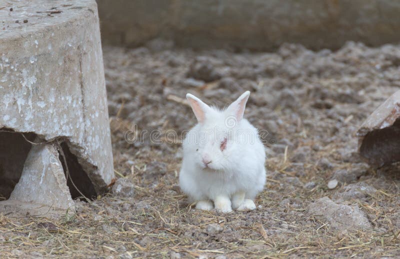 Cute little white rabbit stock image. Image of detail - 125147689