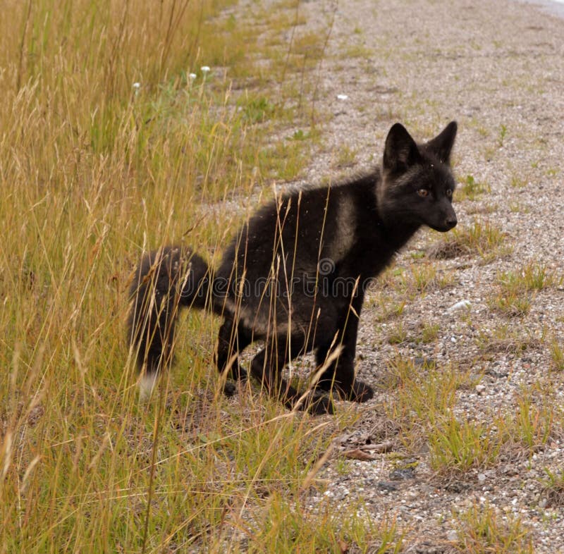 The cute little fox stock photo. Image of friendly, road - 38572880