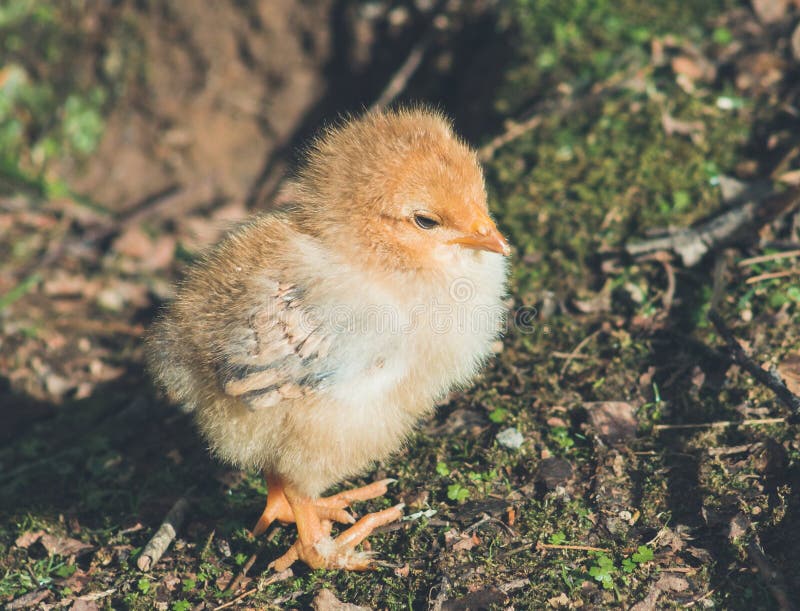 A Cute Little Free Range Baby Chicken Stock Image - Image of newborn ...