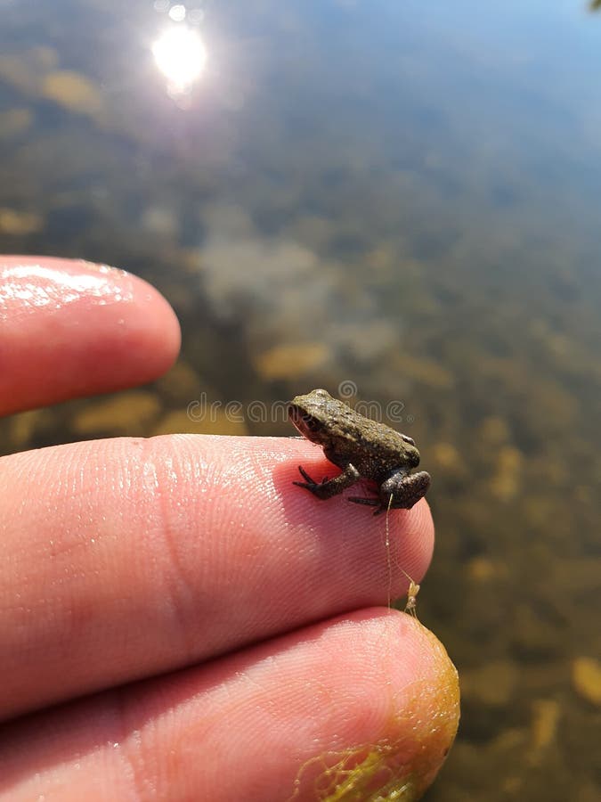 Cute little frog stock photo. Image of limb, hand, little - 215551598