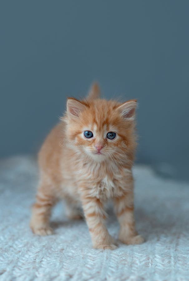Cute Little Ginger Kitten Playing Stock Photo - Image of comfort, fluffy: 265855392