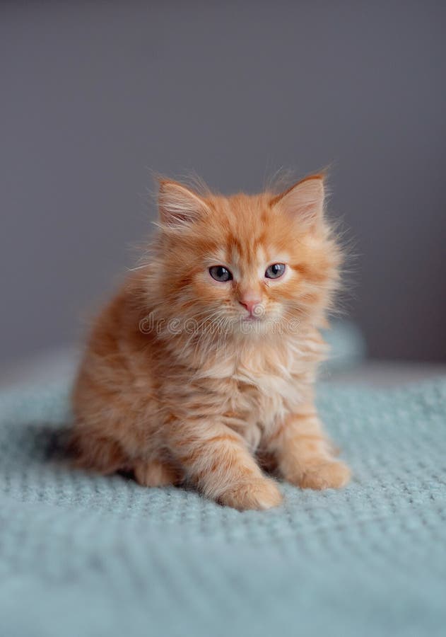 Cute Little Ginger Kitten Sleeps on Fur White Blanket Stock Photo ...