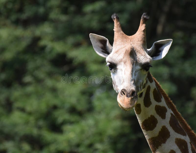 Cute Little Giraffe Head in the Wild Stock Photo - Image of giraffe ...