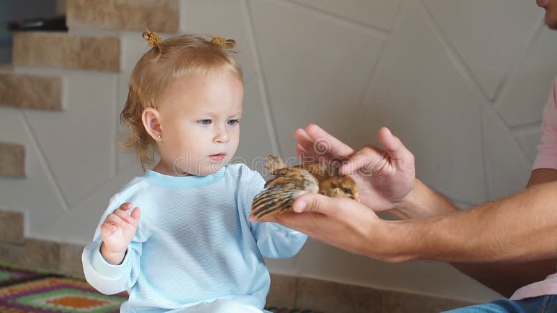 Cute Little Girl is Touching the Chicken Stock Footage - Video of ...