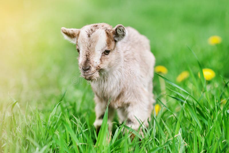 Cute little goat stock photo. Image of green, background - 85442044