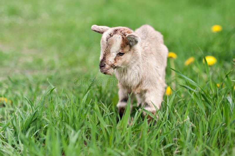 Cute little goat stock photo. Image of farming, domestic - 85442138