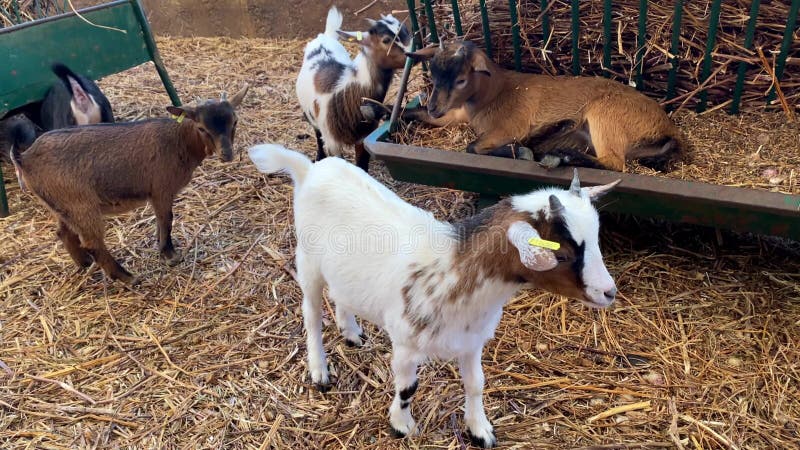 Cute goats in a paddock stock video. Video of paddock - 320461463