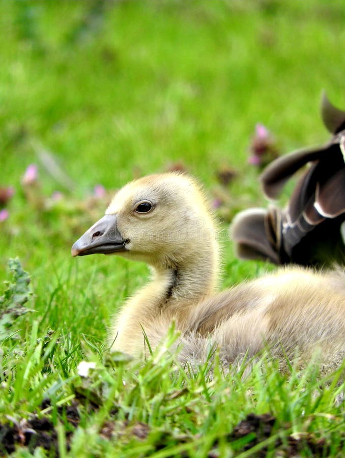 Cute little goose chick stock photo. Image of chuck - 217800504