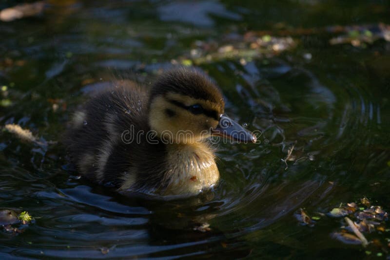 Cute Little Gosling Swimming in a Lake Stock Photo - Image of cute ...