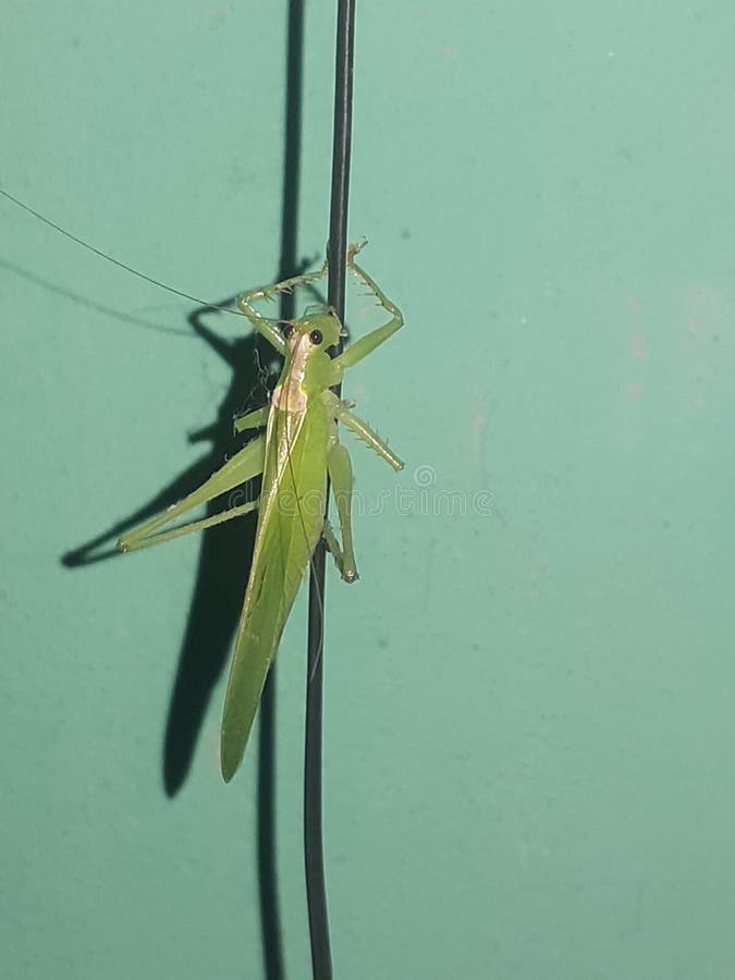 Cute little grasshopper stock image. Image of little - 187638709