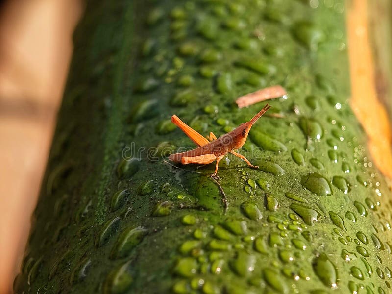 Cute Little Grasshoppers and Fresh Blobs of Dew Stock Photo - Image of ...
