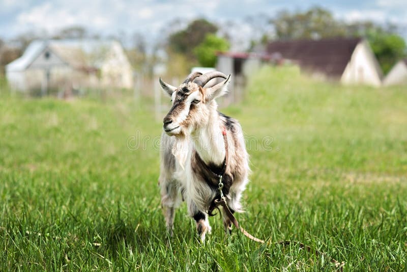 Cute Little Gray Goat On The Summer Meadow Stock Photo - Image of ...