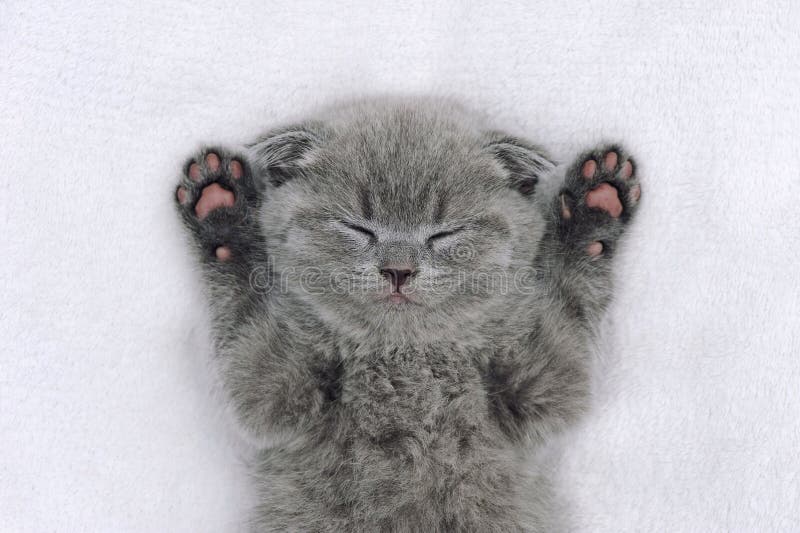 Cute little gray kitten stock image. Image of adorable - 72366353