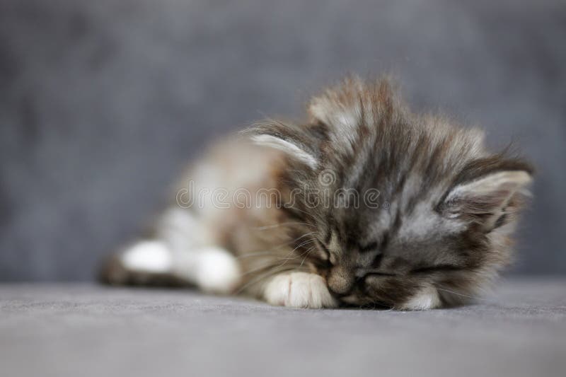 Cute little gray kitty stock photo. Image of animal - 236455594