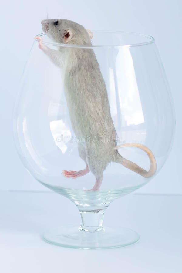 269 Transparent Rat Stock Photos - Free & Royalty-Free Stock Photos ...